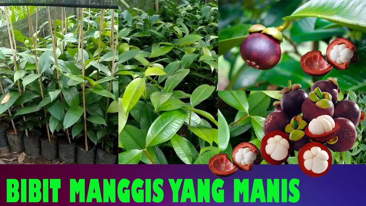 Bibit Manggis Ready - YouTube