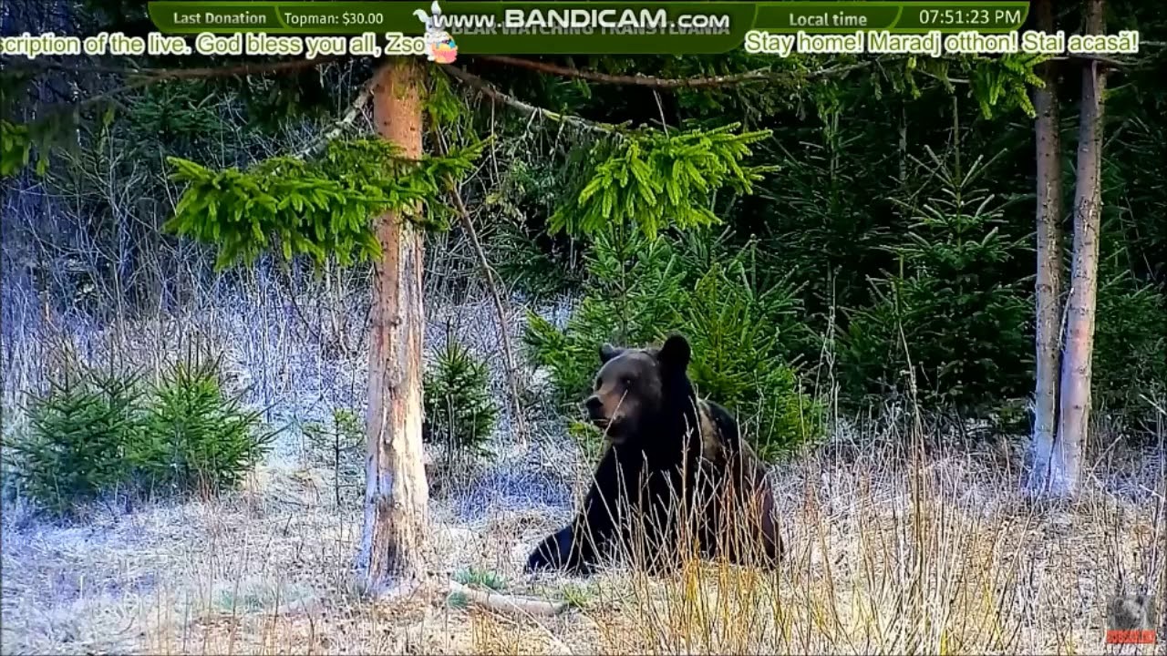 LIVE Animal Cam - Transylvania, Romania, Europe - YouTube