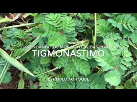 Desvendando o movimento das plantas - Tigmonastismo - YouTube