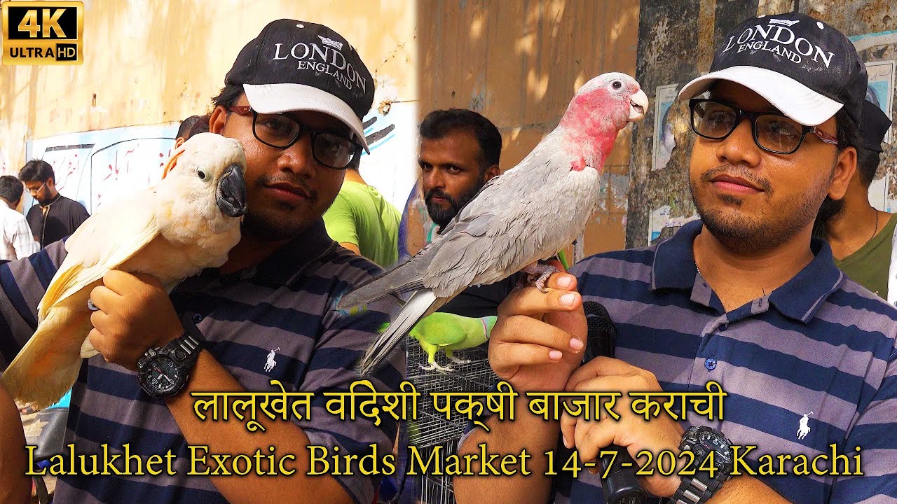 Lalukhet Exotic Birds and Parrots Market 14-7-2024 Karachi | Unique and ...