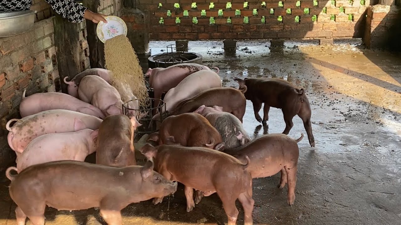 Feeding piglet in the morning ផ្ដល់ចំណីអោយកូនជ្រូកពេលព្រឹក - YouTube