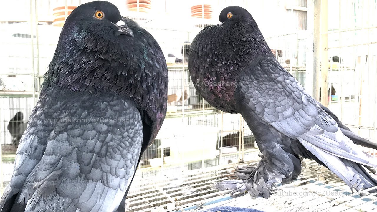 Rare Color Pigeon Andalusian Pouter - YouTube