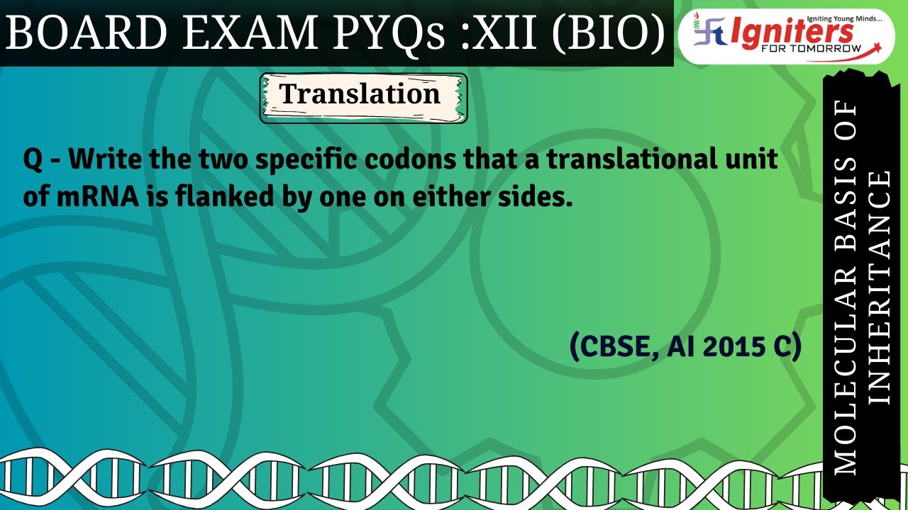 Write the two specific codons that a translational unit of mRNA is ...
