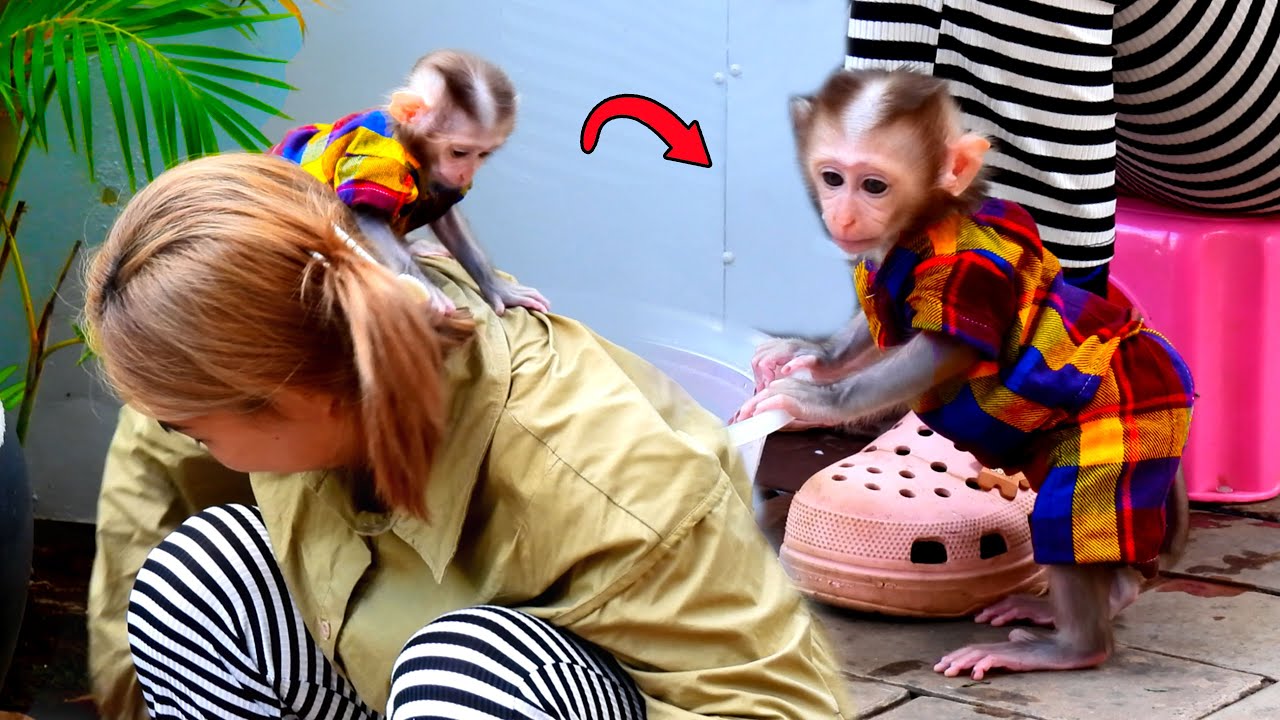 Super Friendly Baby Axel Enjoy Jump Around Mom So Peacefully When Mom ...