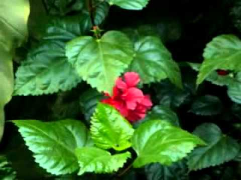 Chinesse Rose (Cucarda Flower) in Dr. Siluk's garden - YouTube