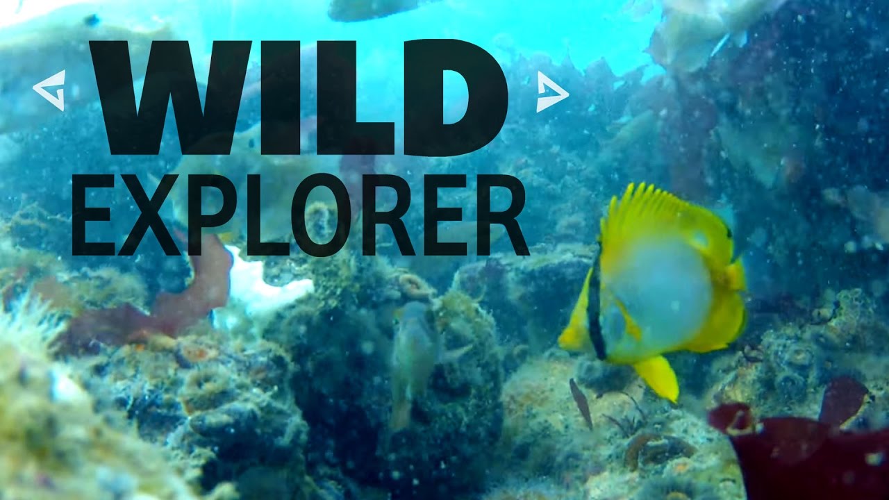 Wild Explorer - Aquarium Collection Expedition - YouTube
