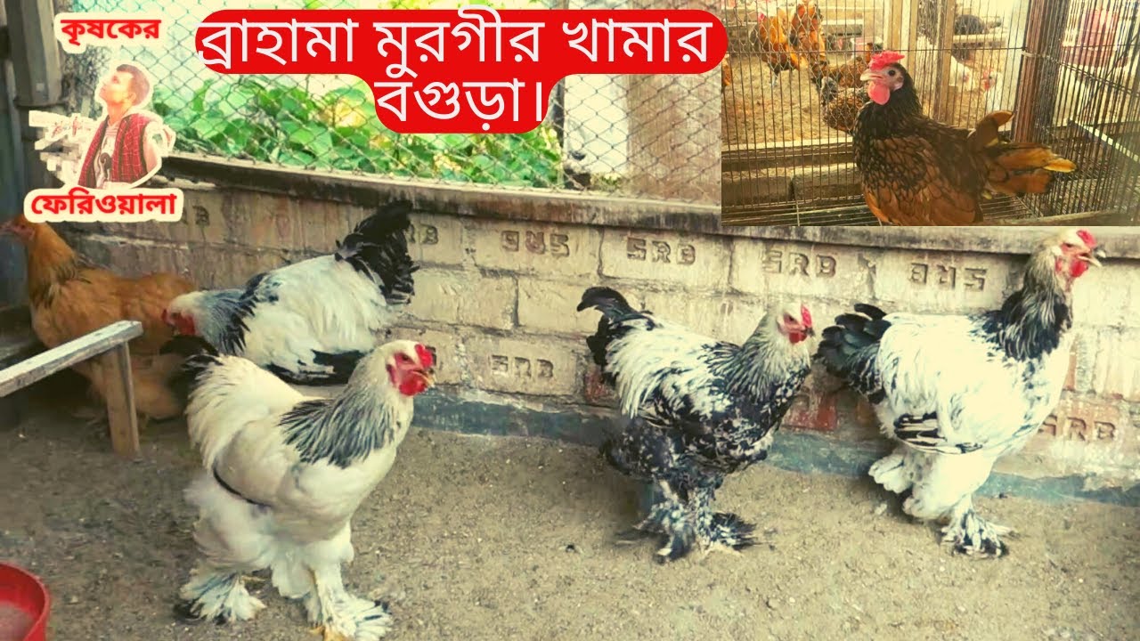 fancy murgi price in bangladesh | Brahama Murgir Khamar | ব্রাহামা ...