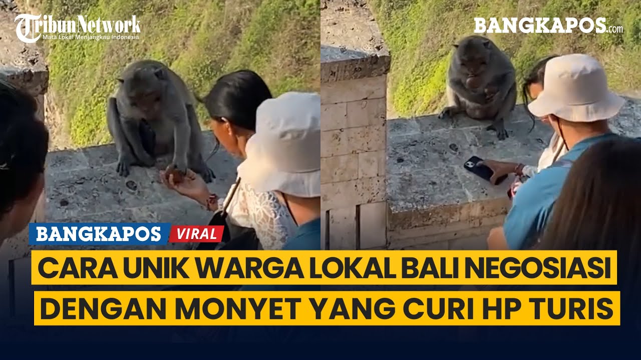 Cara Unik Warga Lokal Bali Negosiasi dengan Monyet yang Curi HP Turis ...