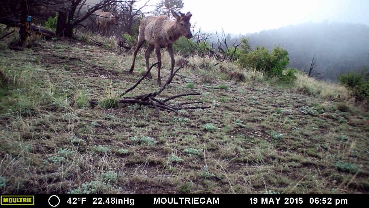 Three Elk Bulls traverse the Adonian Saddle of the Colorado Mountains ...