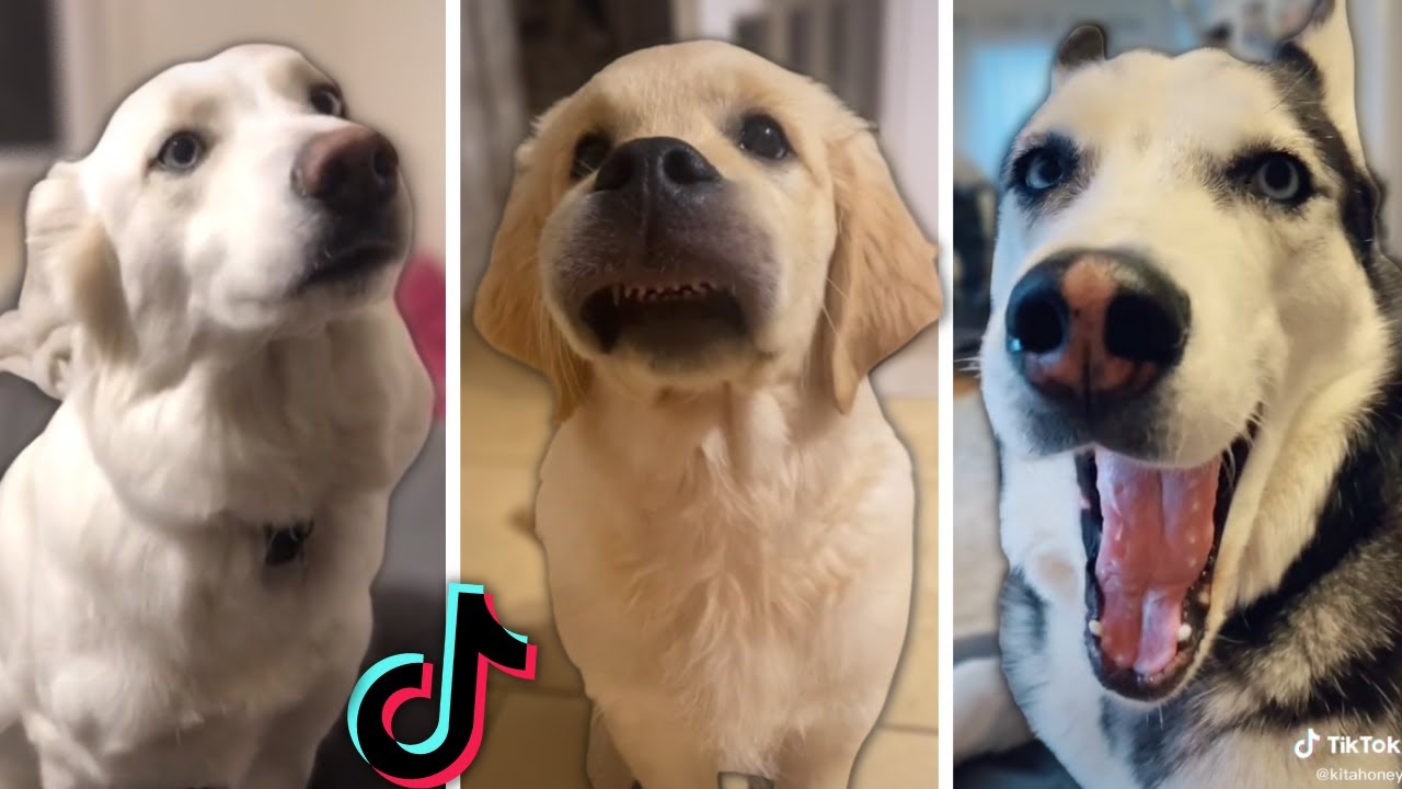 When your DOG starts telling you their deepest, darkest secrets ...