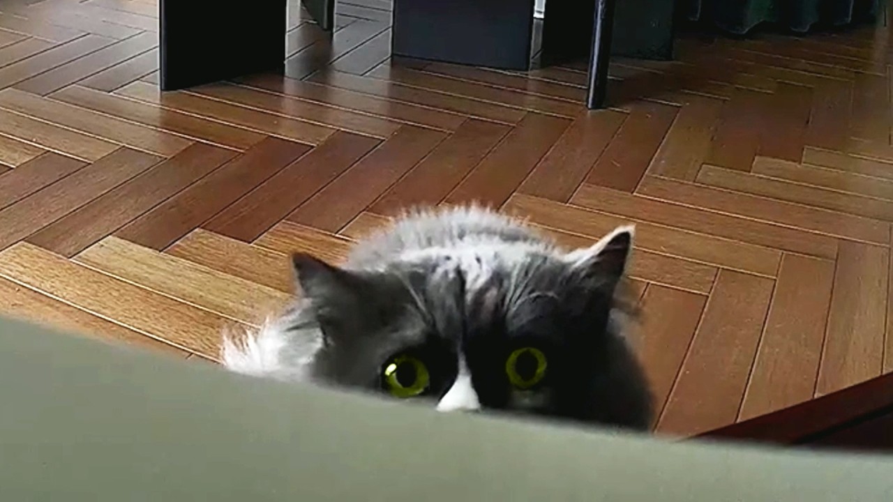 Hilarious Cat Terrified By Security Cam - YouTube