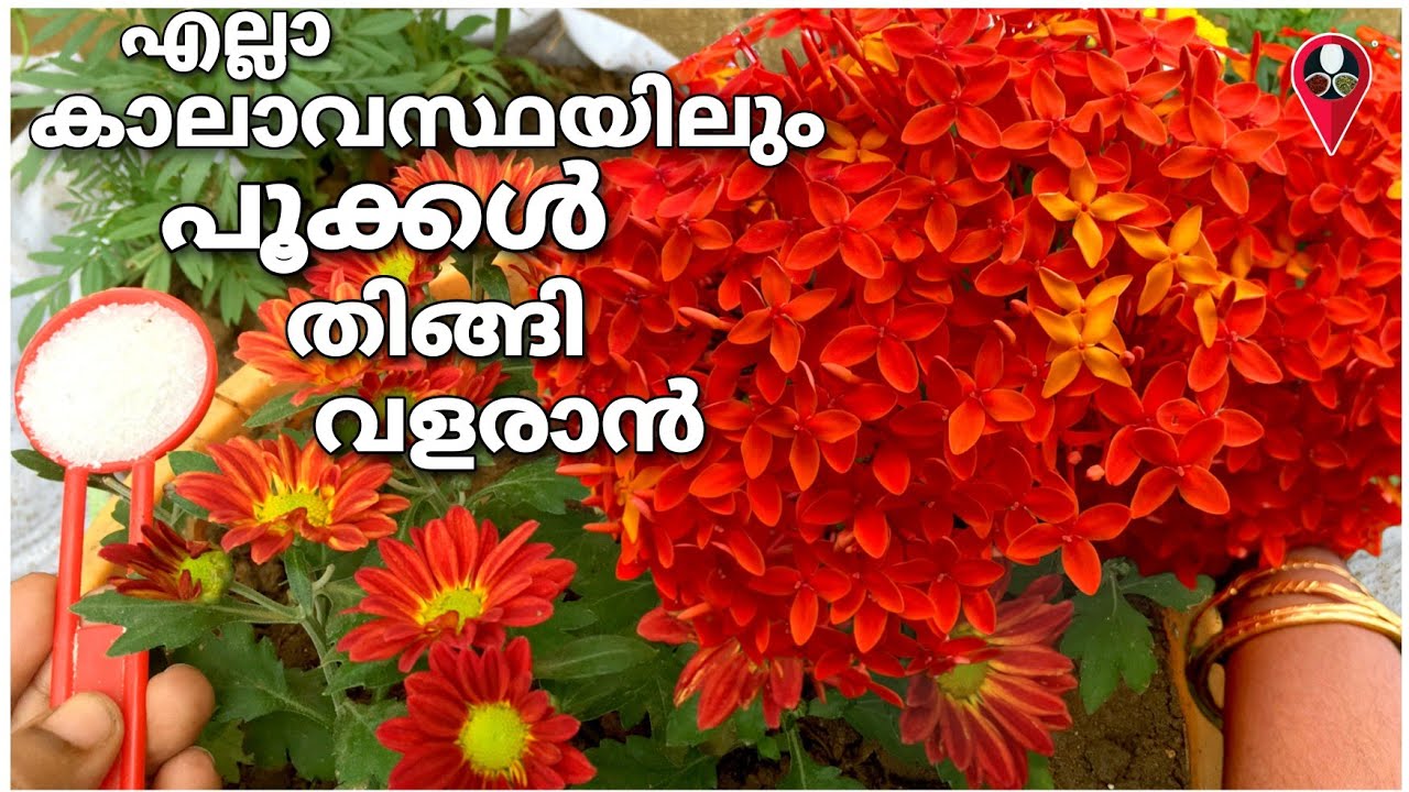 ഭ്രാന്ത് പിടിച്ച പോലെ ഇനി പൂക്കൾ വളരും | Chedikal poovidaan | Chedi ...