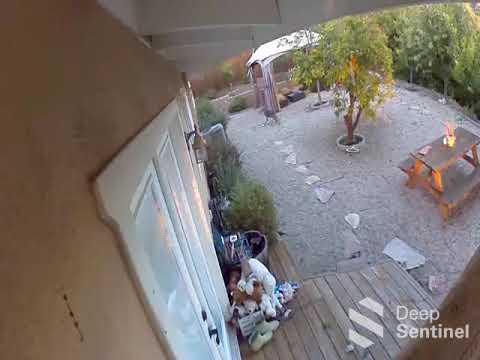 Coyote attacks and eats my cat.