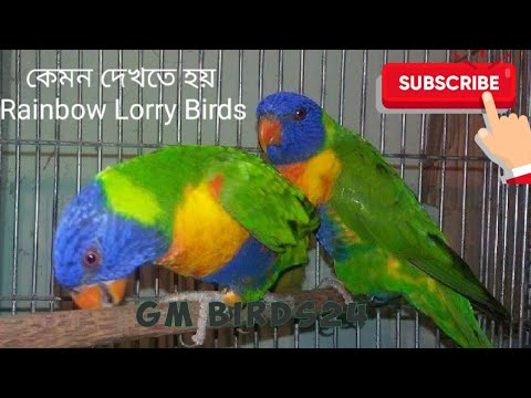 Rainbow Lorry Bird - YouTube