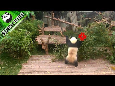Grumpy panda makes such a mess - YouTube