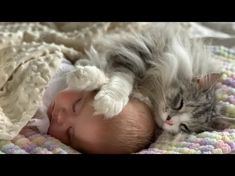Cat Nap With Sleeping Baby! (So Cute!!) - YouTube