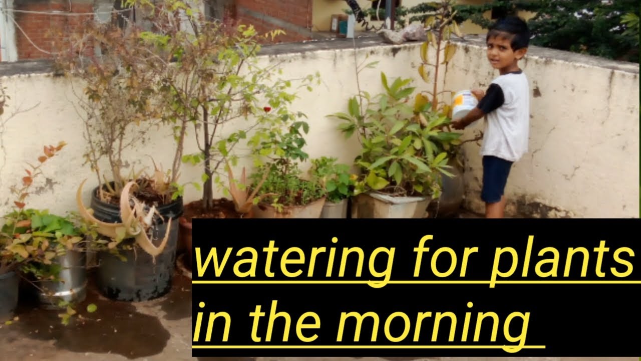 Watering for plants in the morning - YouTube