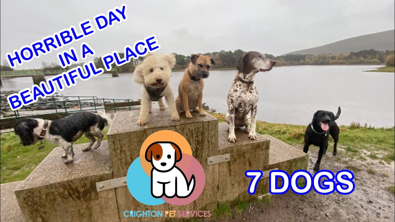 Horrible day in a beautiful place with 7 Dogs | Dog Walk Highlights | # ...