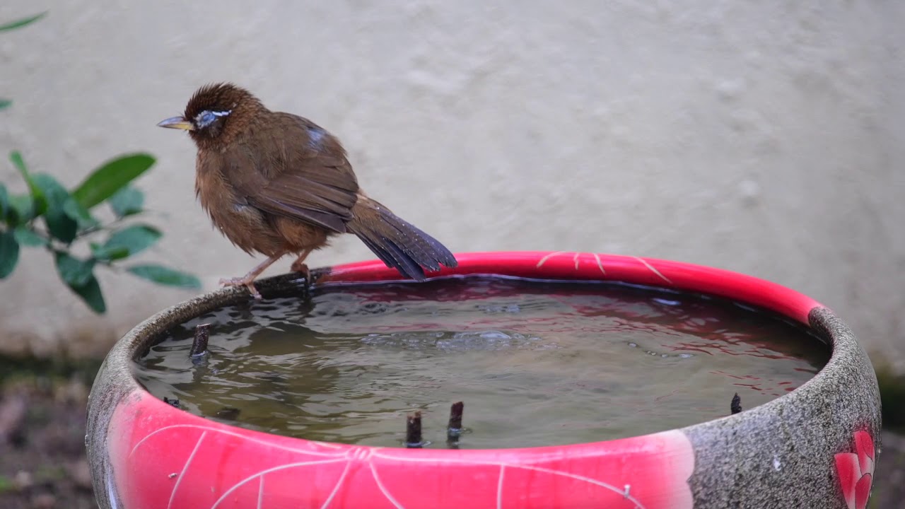 Chinese Hwamei & Fork-tailed Sunbird - YouTube