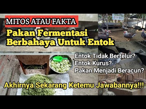 Ternak Entok Modern Menggunakan Pakan Fermentasi Membuat Entok Tidak ...
