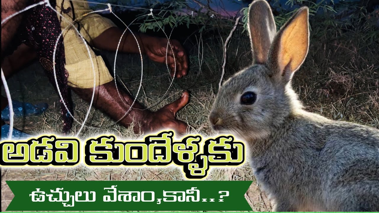 కుందేళ్ళకు ఉచ్చులు వేశాం కానీ…? | Rabbits trap | hunting the wild ...