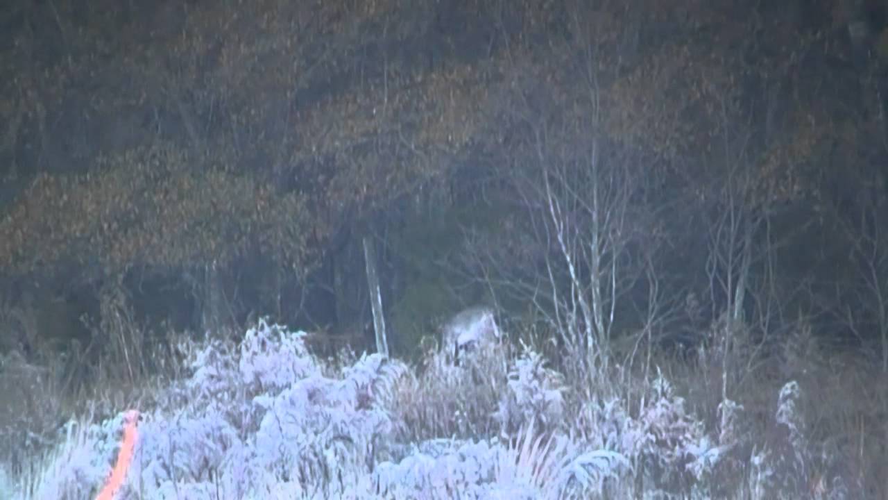 270 yard 30-06 georgia deer kill - YouTube