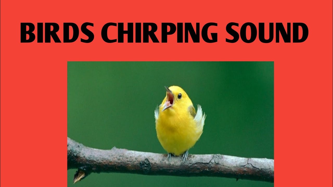 Birds chirping sound | Beautiful chirping of birds | peaceful sound ...