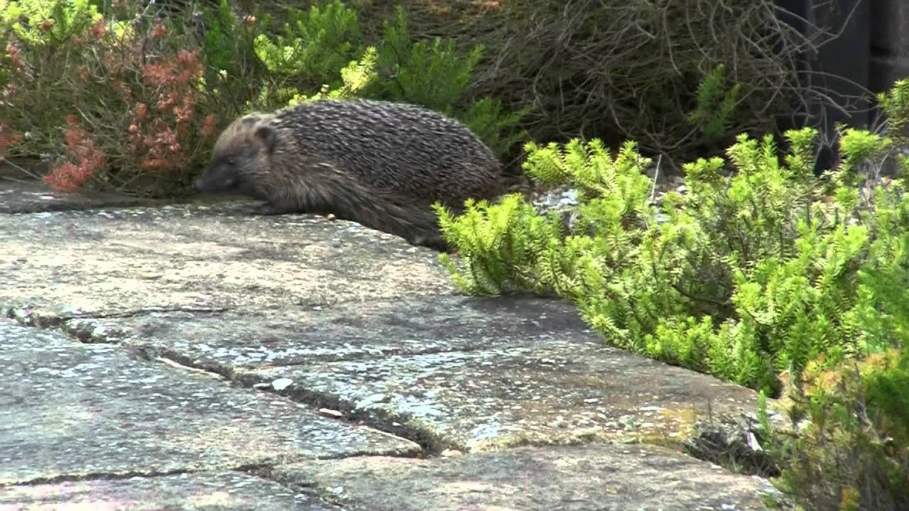 The Old Hedgehog - YouTube