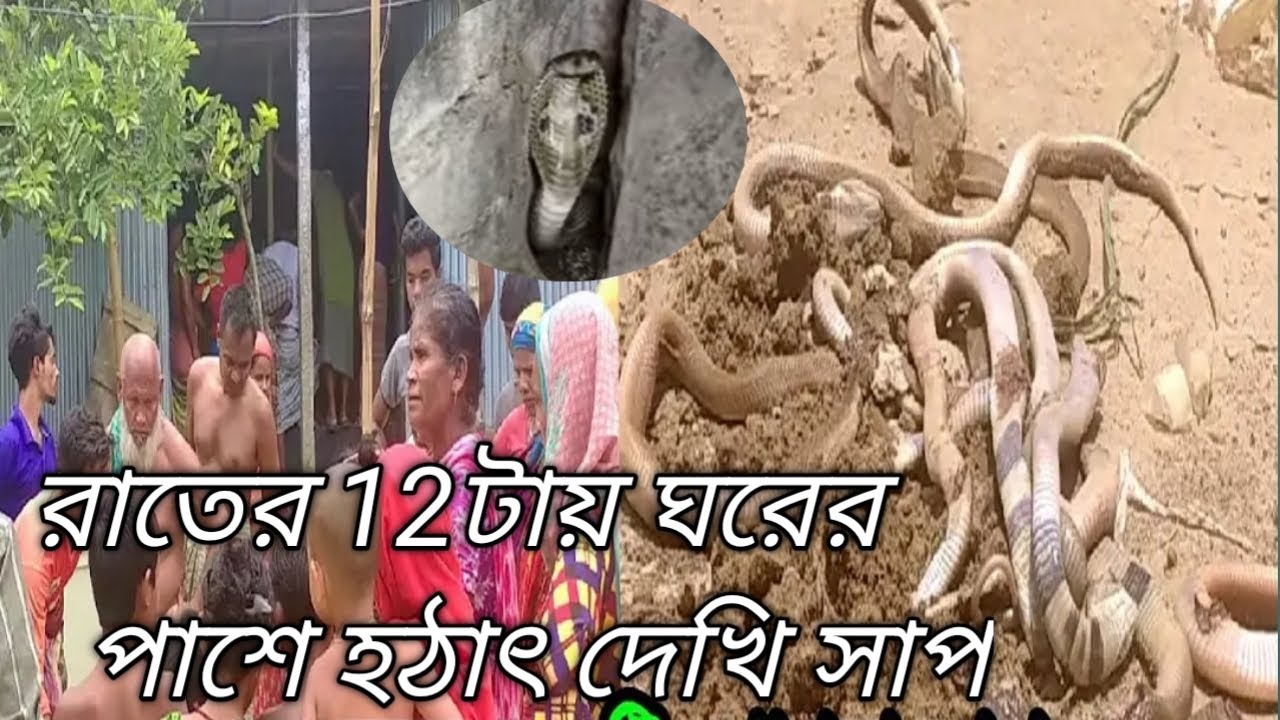 রাতের 12খায় দেখি হঠাৎ Rasel vaipar সাপ ঘরের পাশে - YouTube