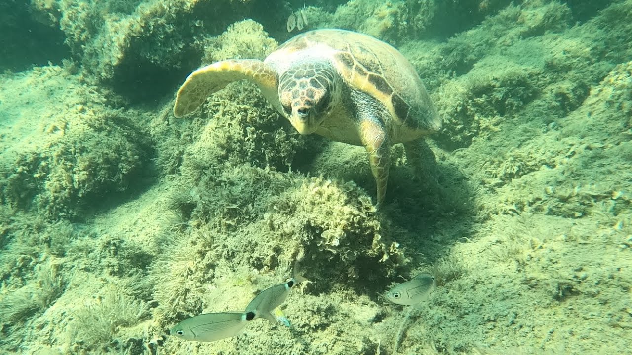 Turtles Zakynthos - YouTube