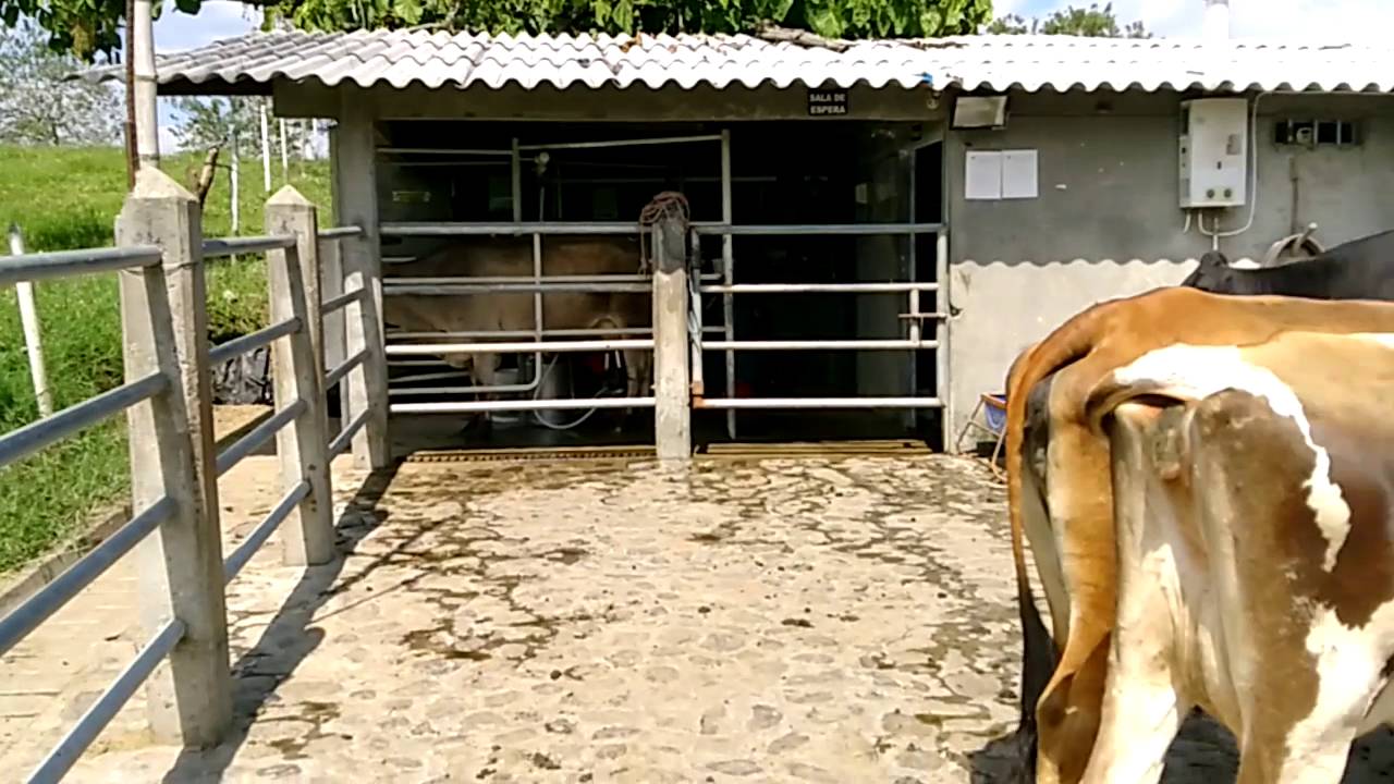 Establo de ordeño y manejo - YouTube