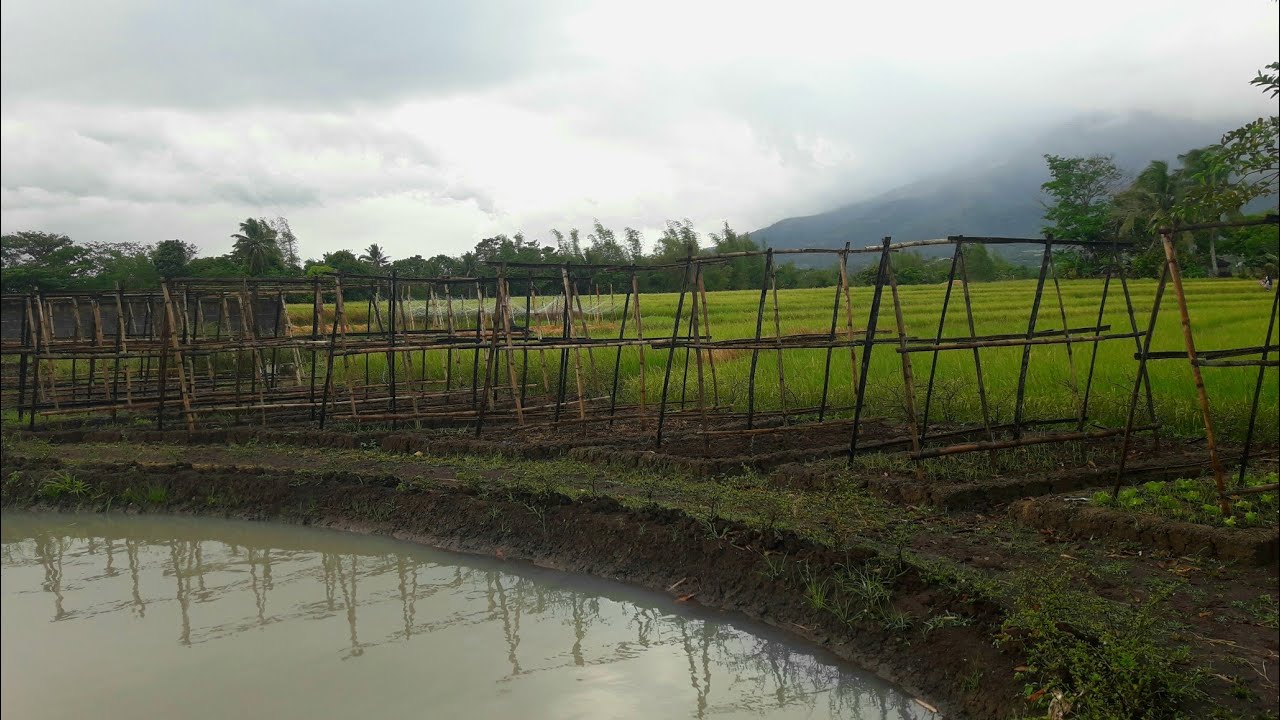 preparing at installation ng A-type trellis para sa Sitaw Farming 💪💚💚💚 ...