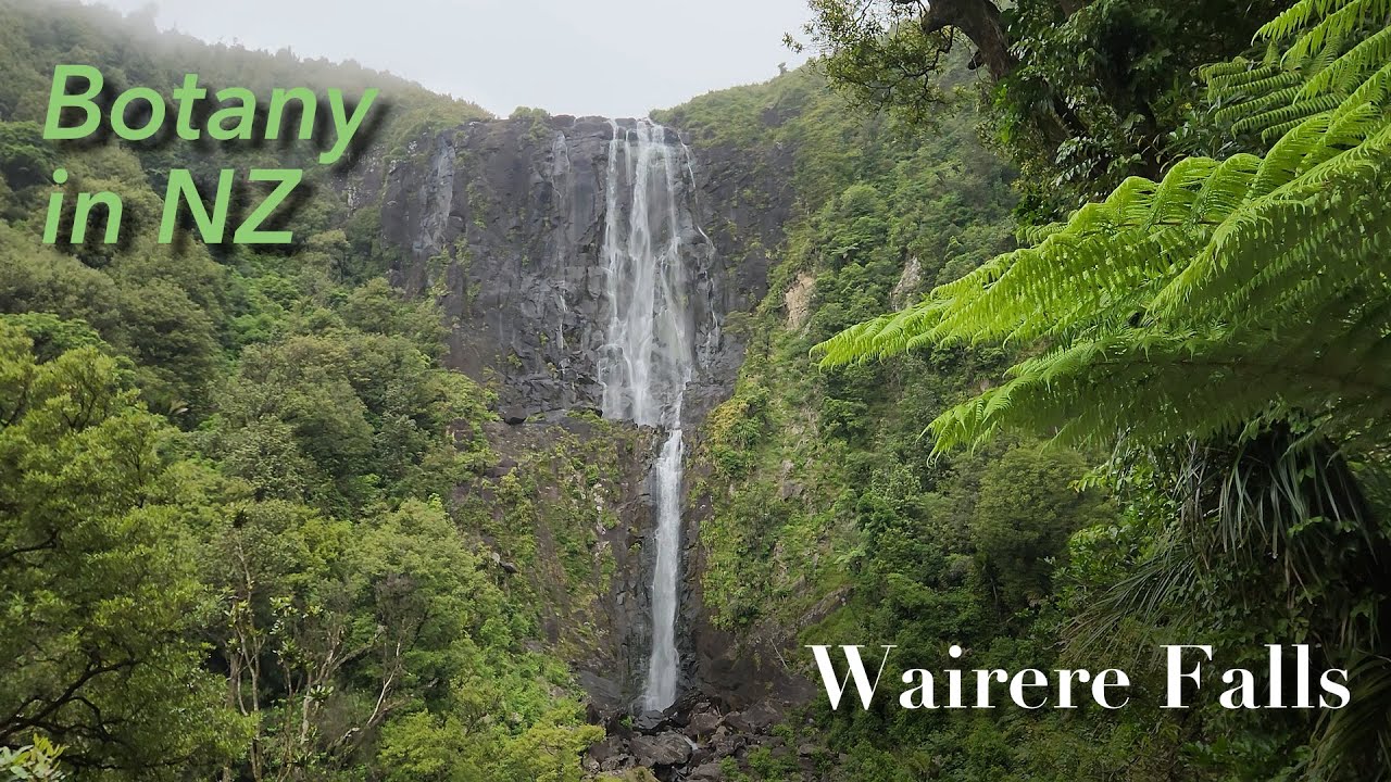 Flora of Wairere Falls | Kaimai Ranges - YouTube