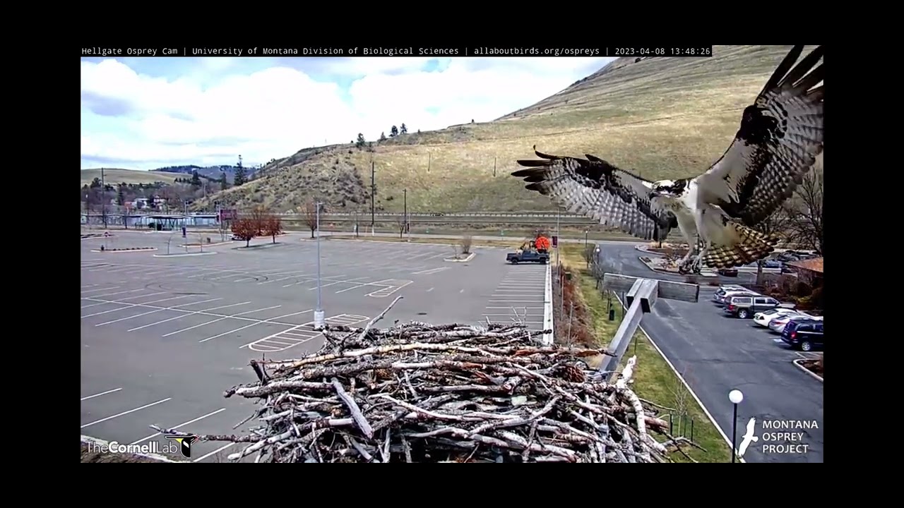 Queen Iris makes a grand entrance! 4/8/2023 @hellgateosprey - YouTube