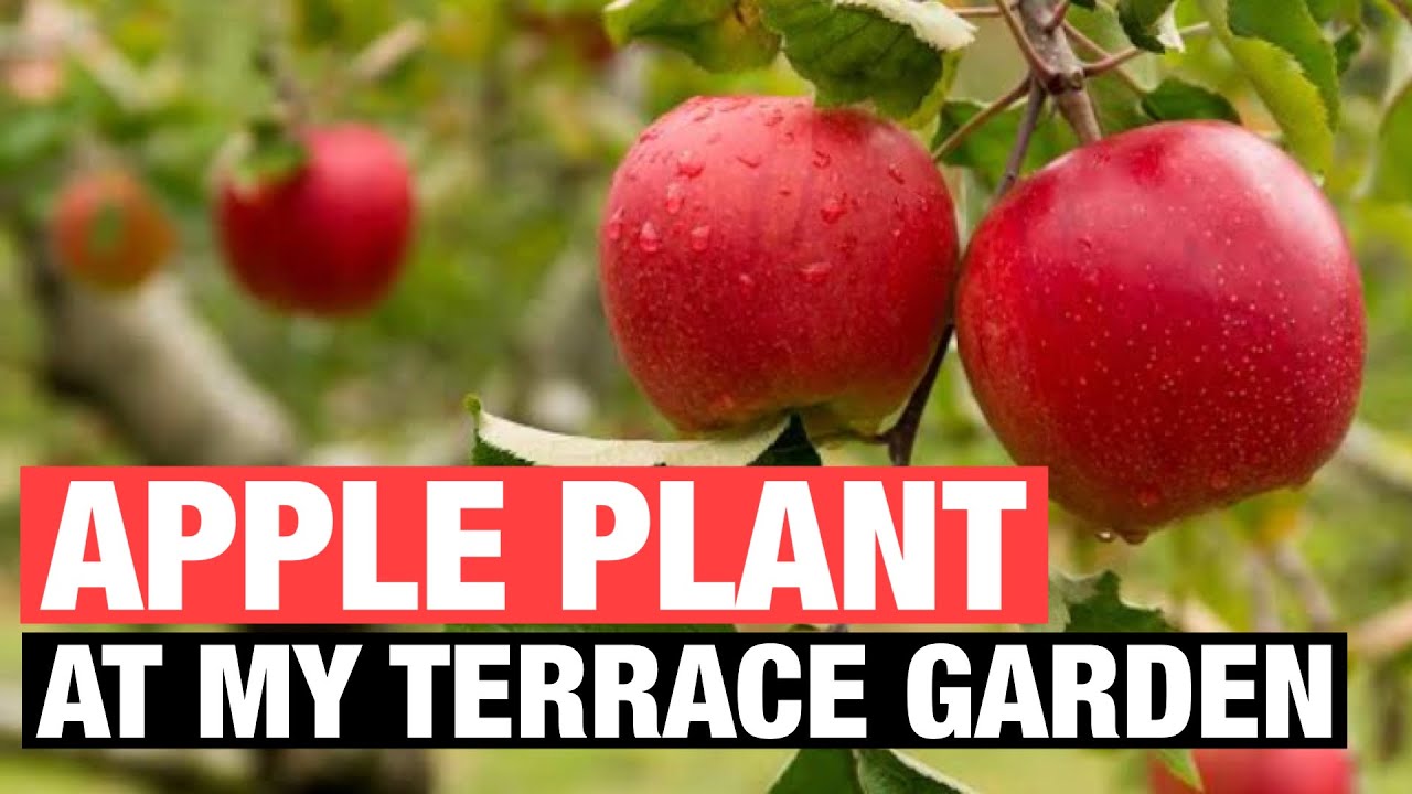 How to grow Apple Plant at home | Manya Agro Farm | Apple Farming ...