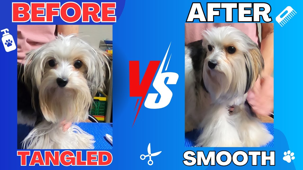 How to Brush Your Yorkie's Matted Hair the EASY Way - YouTube