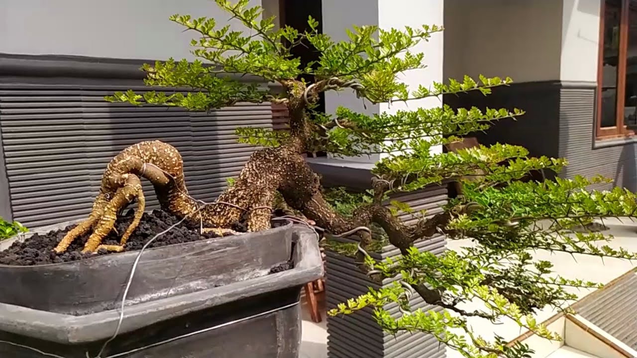 karakter nya wow "" bonsai apa ni ges,ada yg tahu gak ??? @OraAjiChanel ...