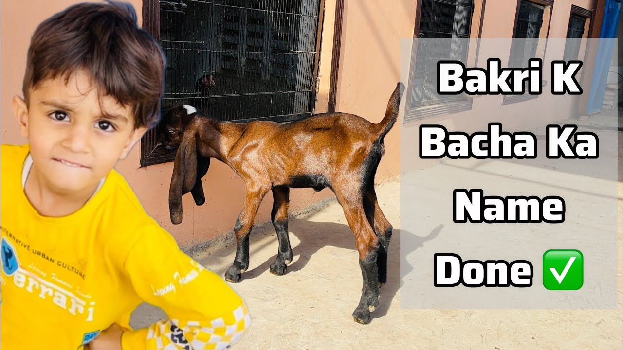 Gote Baby Name Done ☑️ Brownie - YouTube