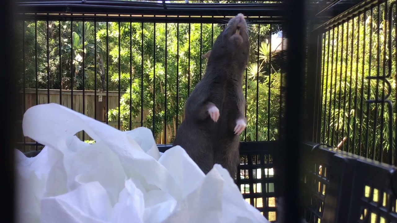 Rat says hello youtube - YouTube