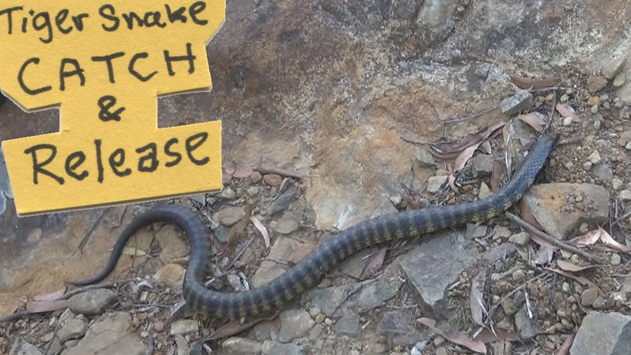 Rescue & Release of a Venomous Tiger Snake - YouTube