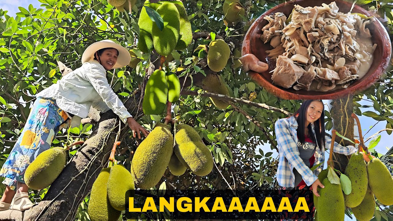 Grabe kalat kalat ang bunga ng langka sobrang dami | Nilinis ang ...