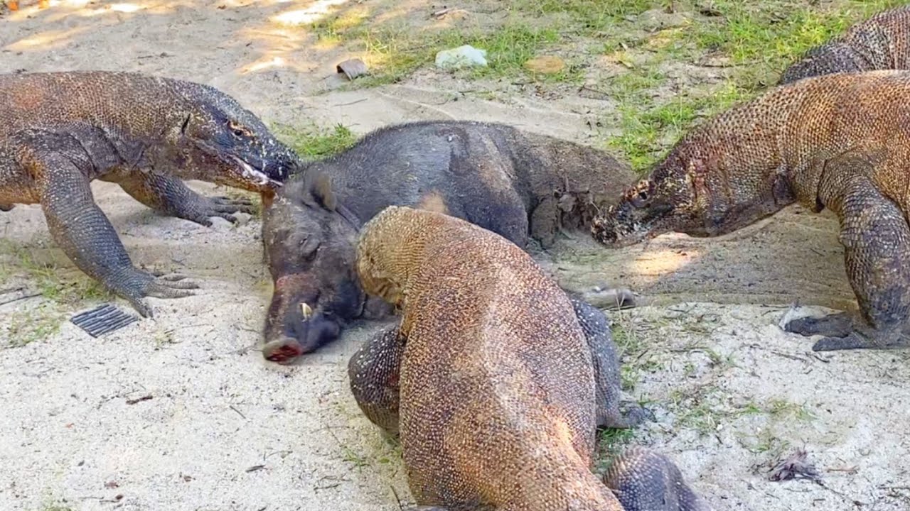 LUNCH PARTY TODAY..! Big colony dragons Eating Huge BOAR - YouTube