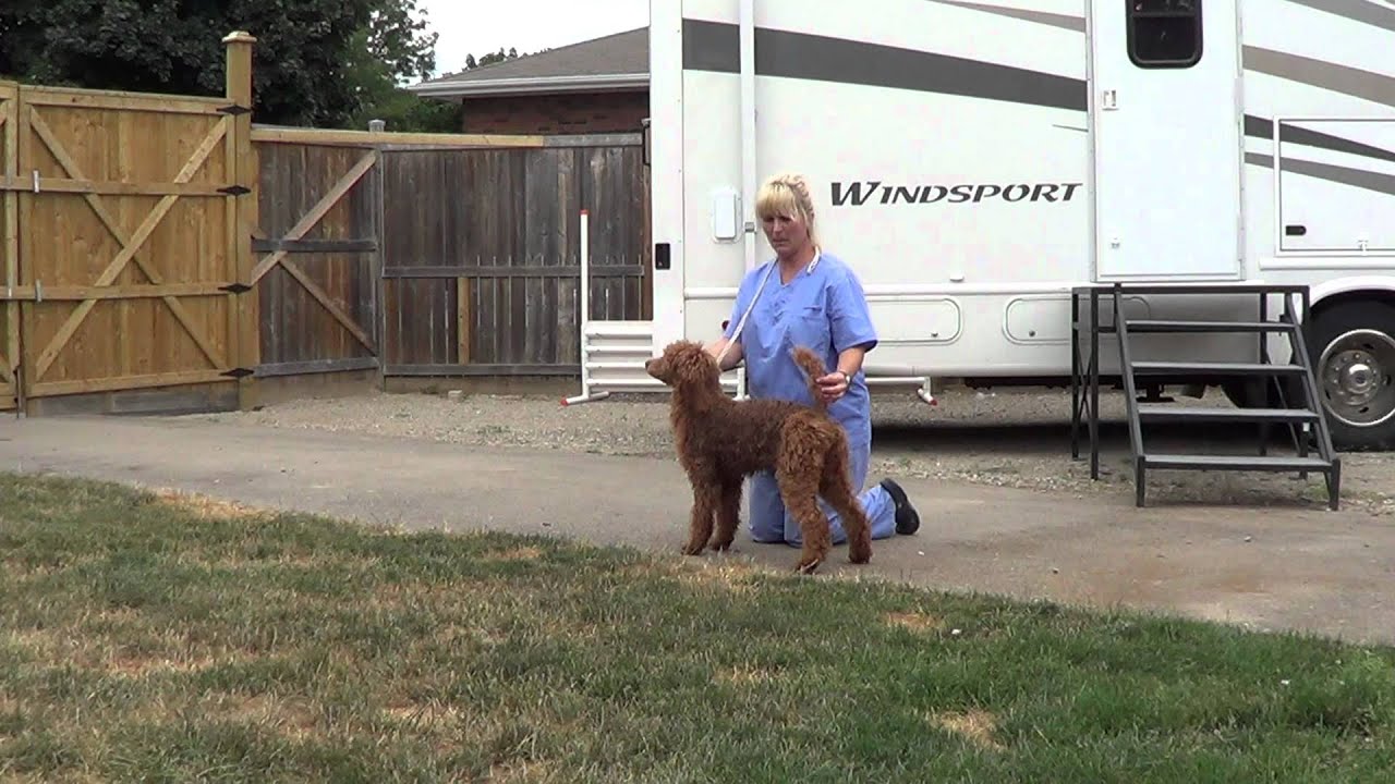 Poodle puppy training for showing conformation - YouTube