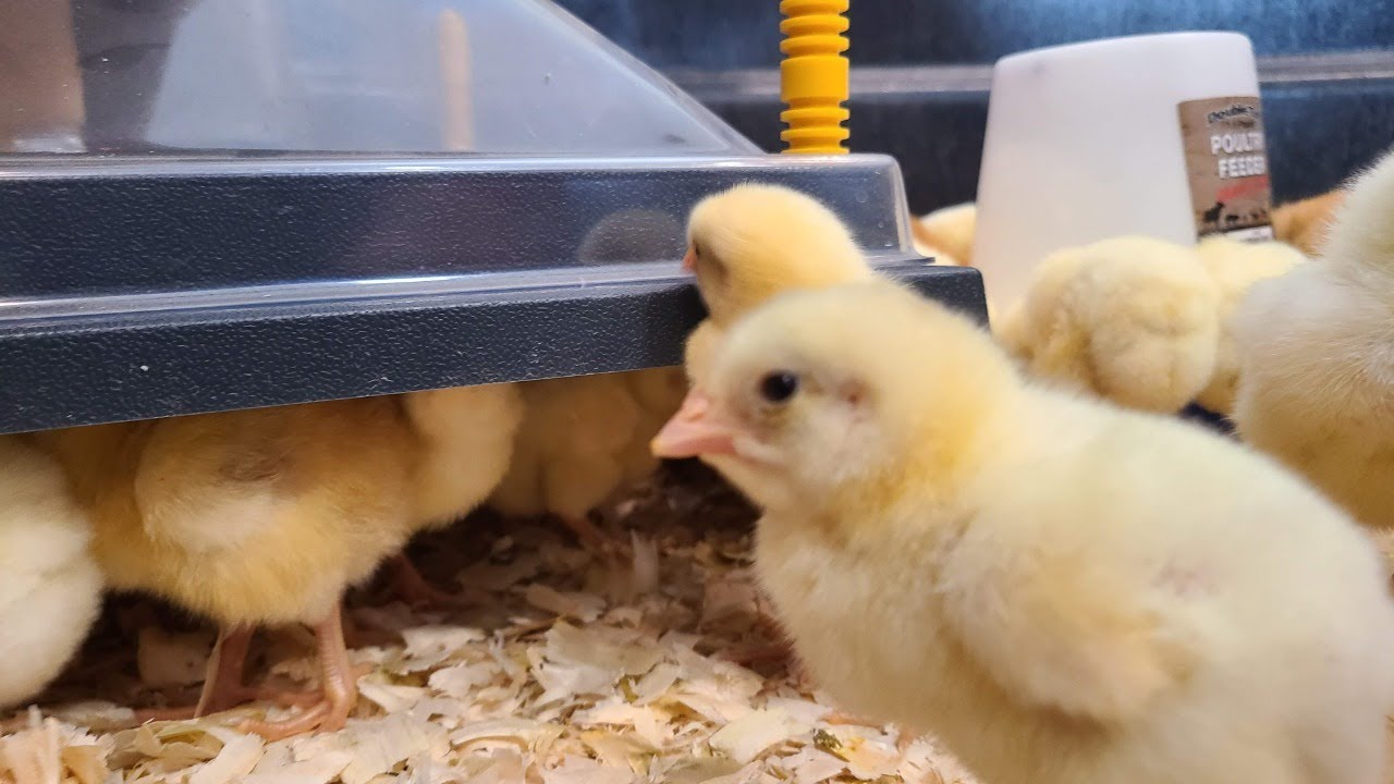 New Chicks First Day! Happy Chick Day!!! - YouTube