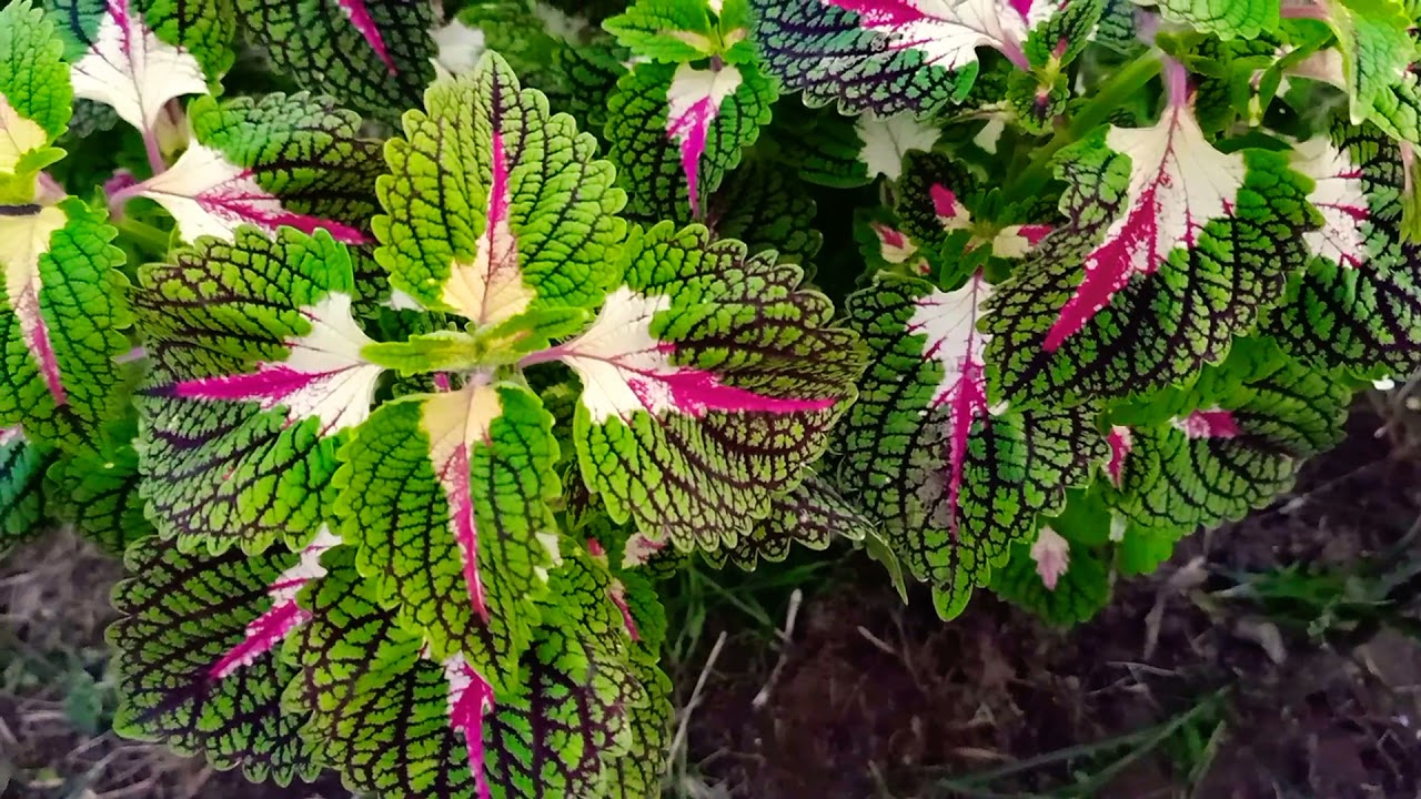 10- Tanaman Hias Bunga Miana Premium Langka - YouTube