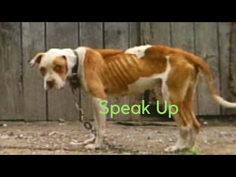 End Animal Abuse 2018 | Stop Motion Animation