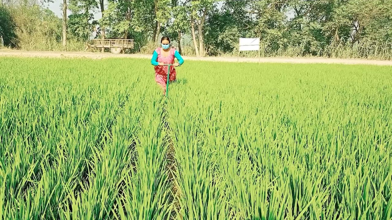 Weeder For weeding in spring Rice#agriculture - YouTube