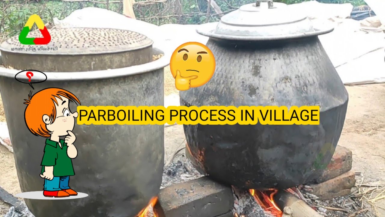 PADDY PARBOILING PROCESS | STEAMED RICE | VILLAGE LIFE |பாரம்பரிய ...