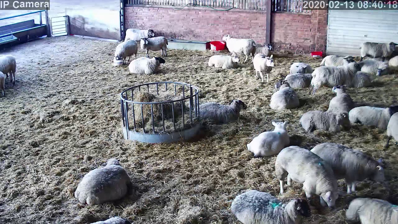 Livestock Eye 4g Sim Dome Lambing Shed Camera - YouTube