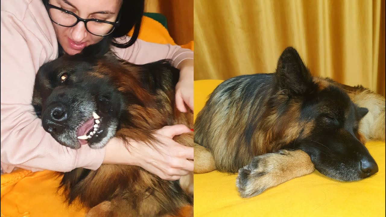 Good night friends - Evo the German Shepherd - YouTube